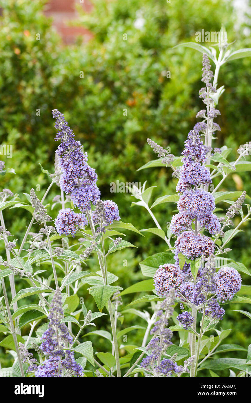 buddleia bush flowering in summer Stock Photo - Alamy