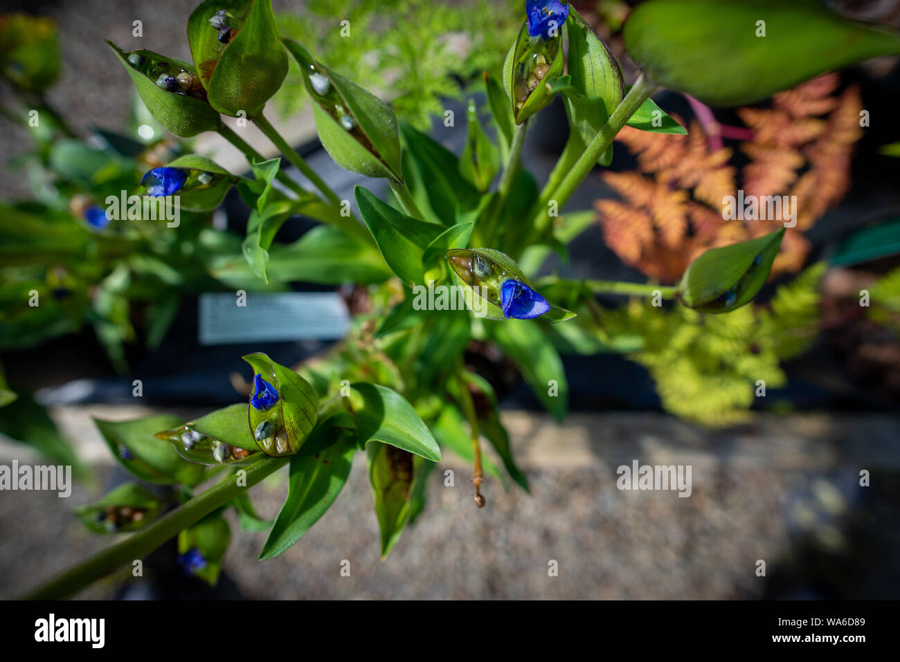 Deep blue flower hi-res stock photography and images - Alamy