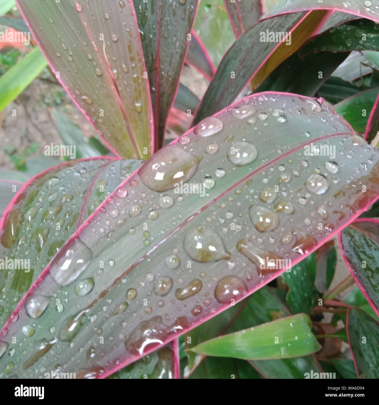 Liquid leaf hi-res stock photography and images - Alamy