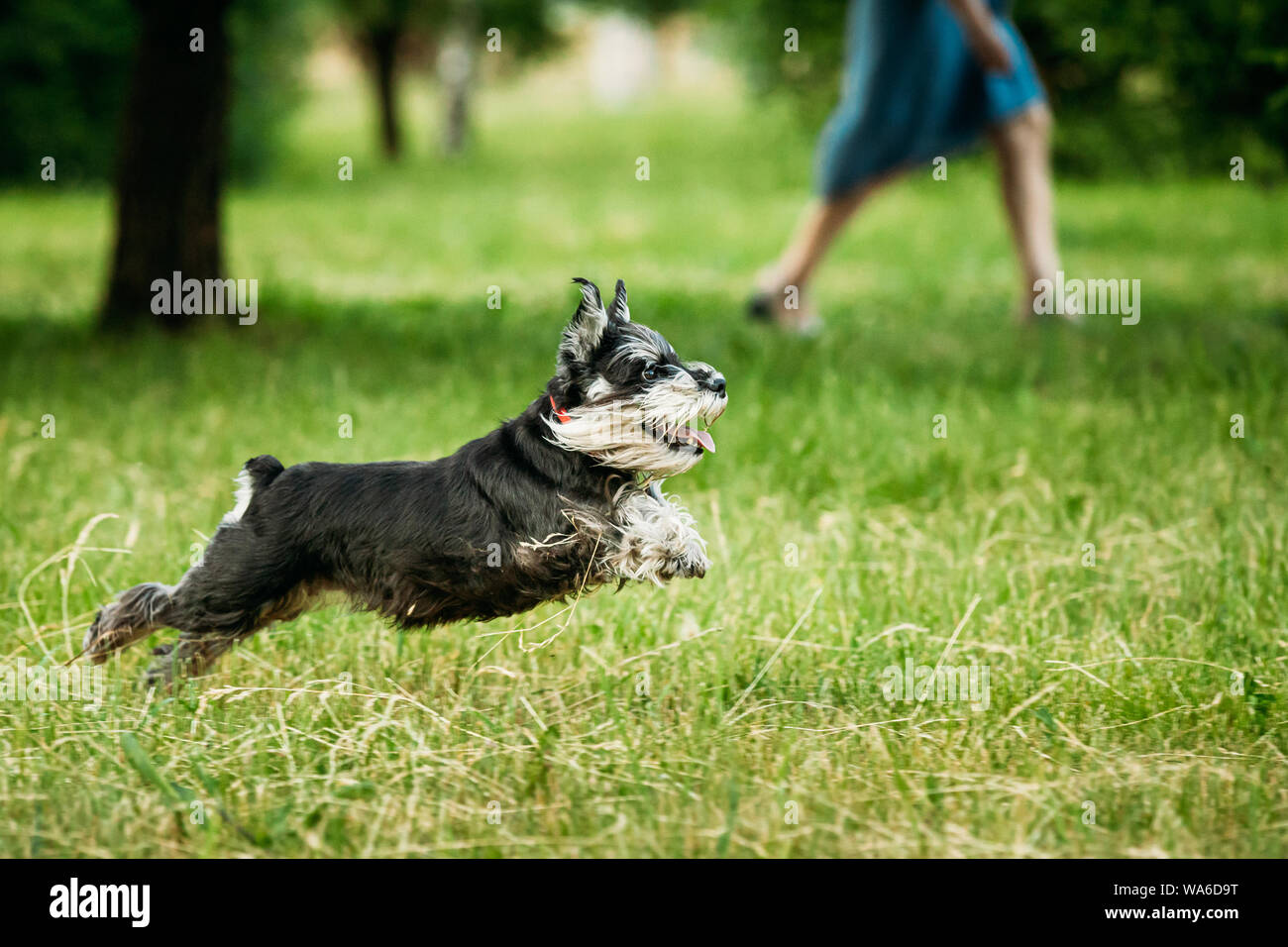 Miniature Schnauzer Dog Or Zwergschnauzer Funny Fast Running Outdoor In ...