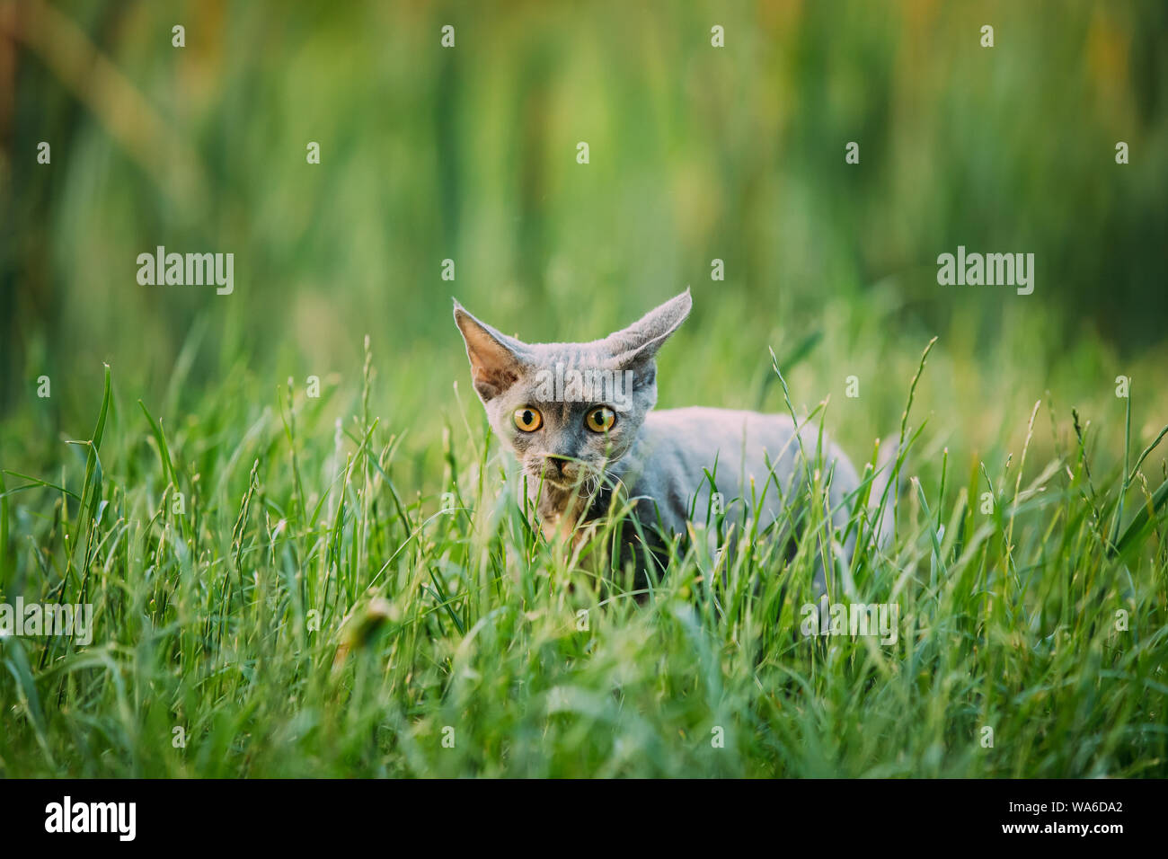 Funny Curious Young Gray Devon Rex Kitten Sneaks In Green Grass. Short ...