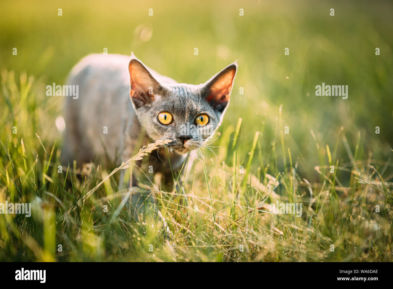 Funny Curious Young Gray Devon Rex Kitten Sneaks In Green Grass. Short ...