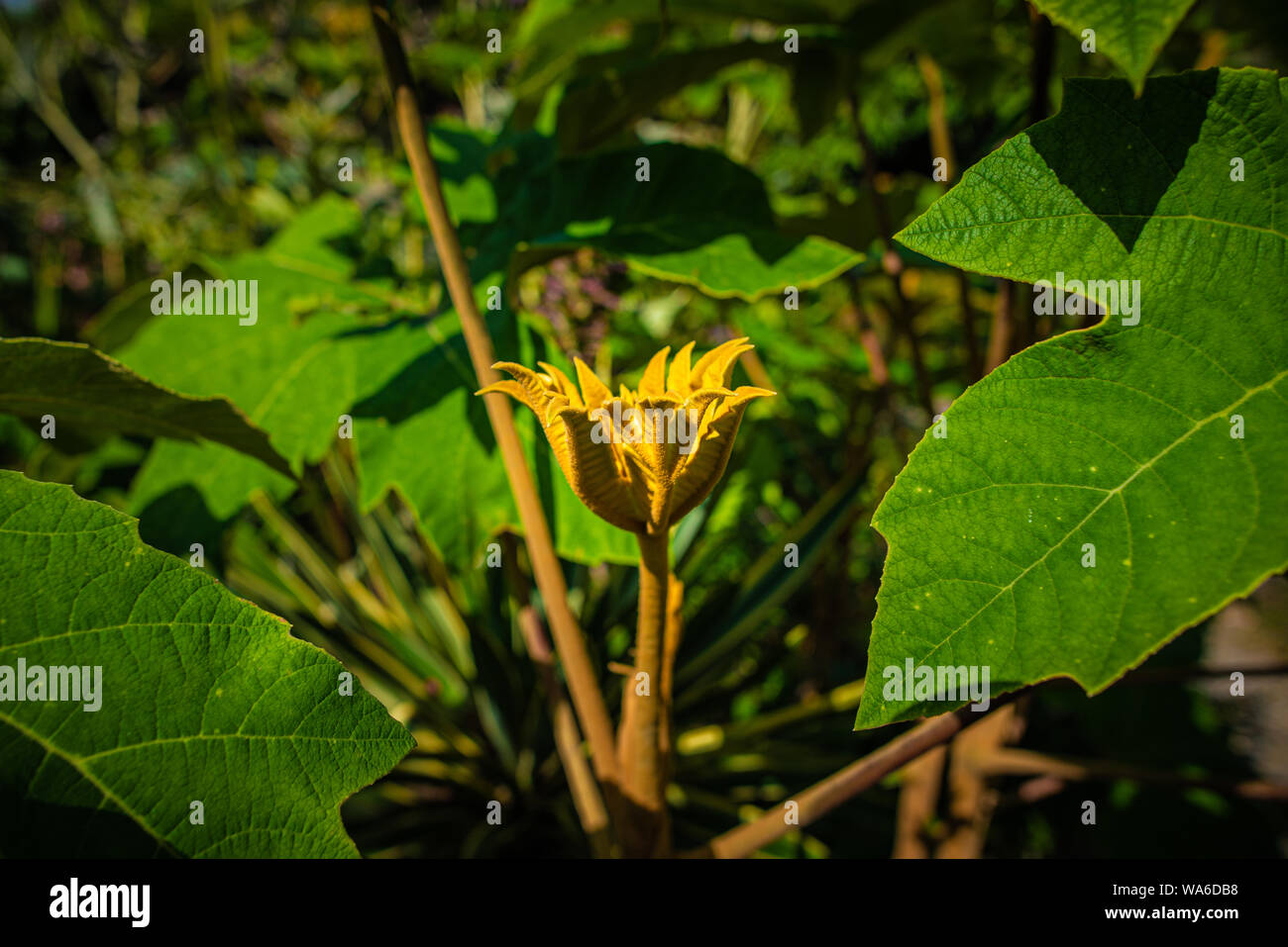 Yellow new leaf of a large leaves perennial plant Stock Photo - Alamy