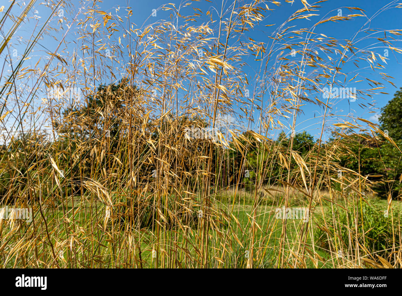 Tall yellow grass and blurred background with trees and sky Stock Photo ...