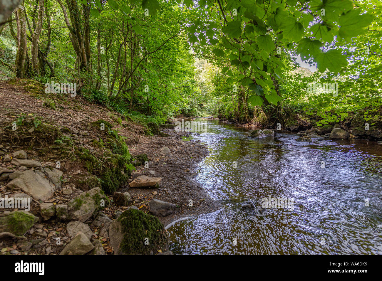 Small river in idyllic green hi-res stock photography and images - Alamy