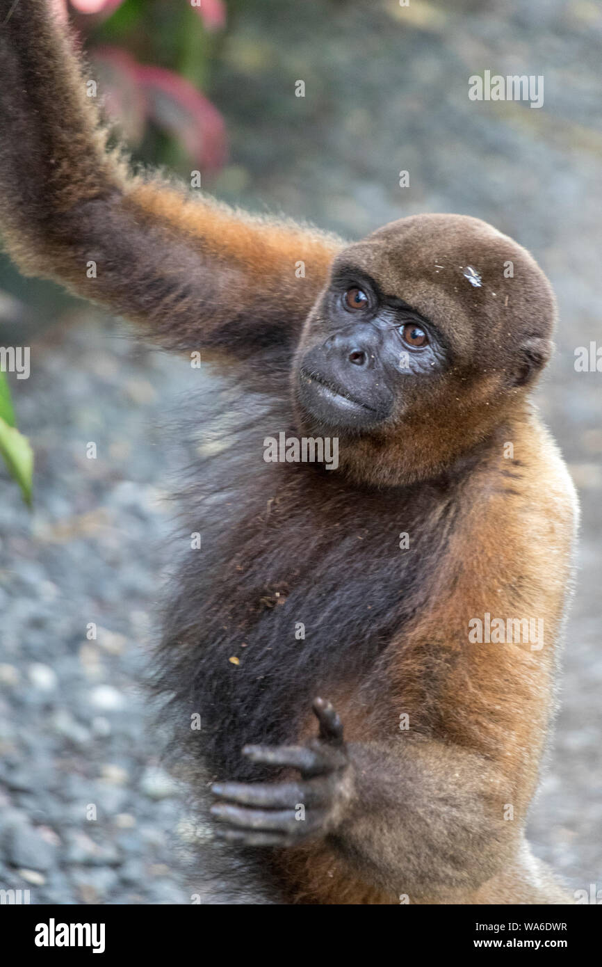 Monkey hand grab hi-res stock photography and images - Alamy