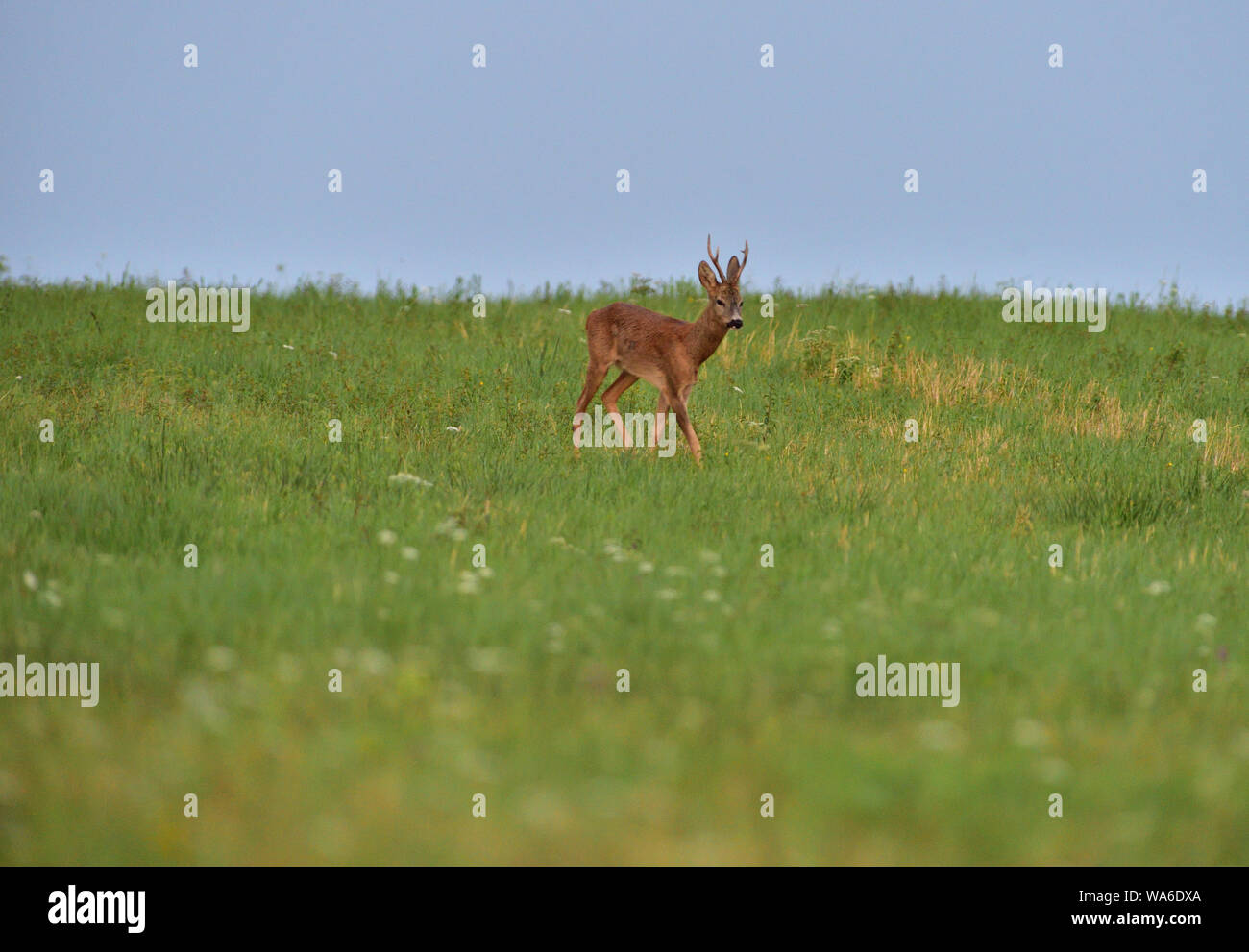 Roe deer walking on the meadow with green grass Stock Photo - Alamy