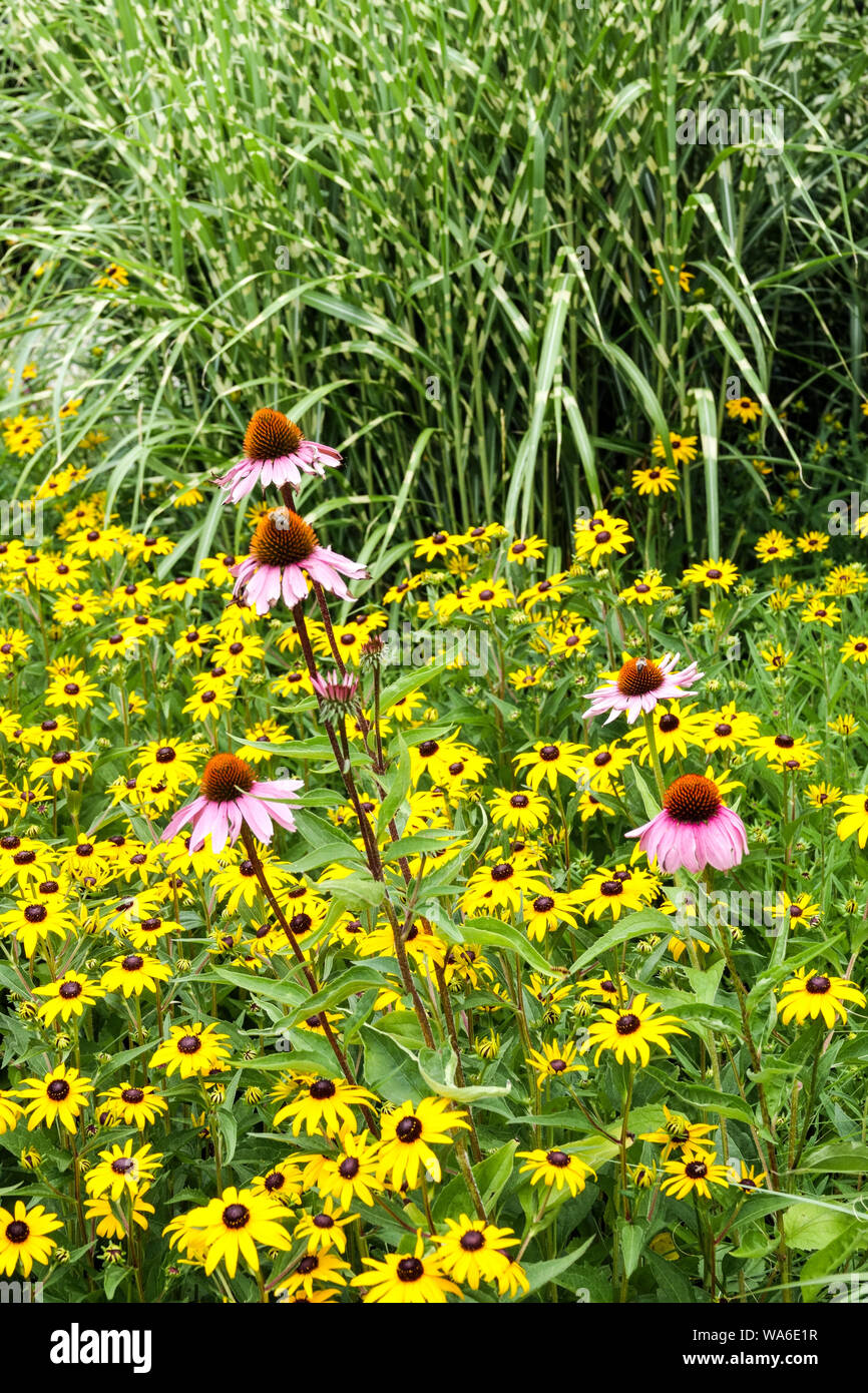 Black Eyed Susan Flower Purple