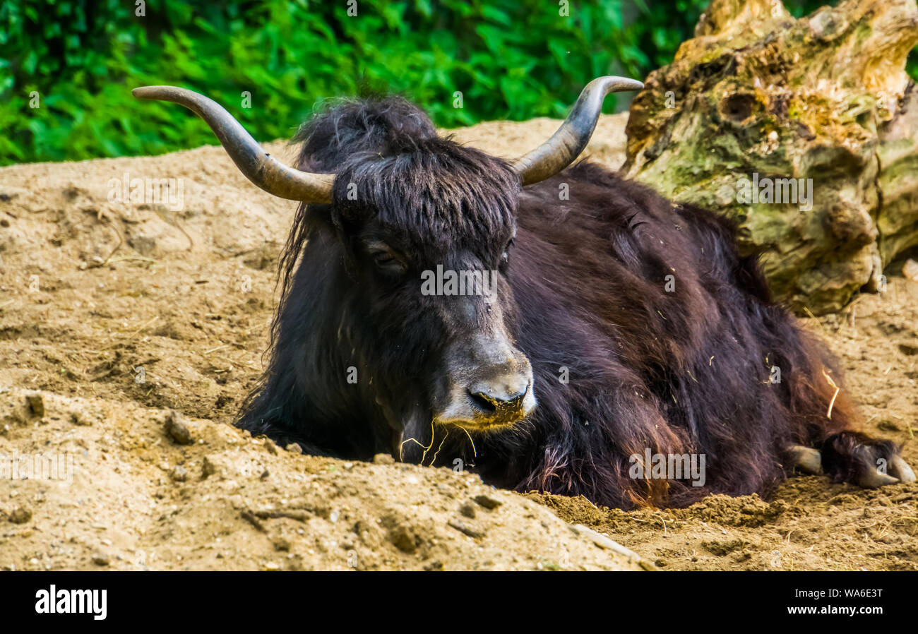 wild yak laying on the ground in closeup, tropical cattle specie from ...