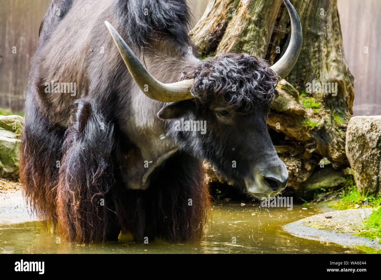 closeup of a wild yak standing in a water puddle, tropical cattle ...