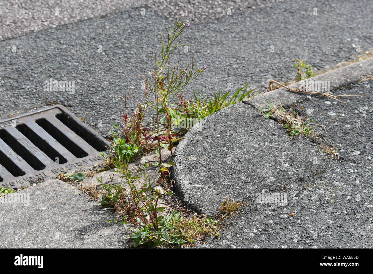 Urban weeds hi-res stock photography and images - Alamy