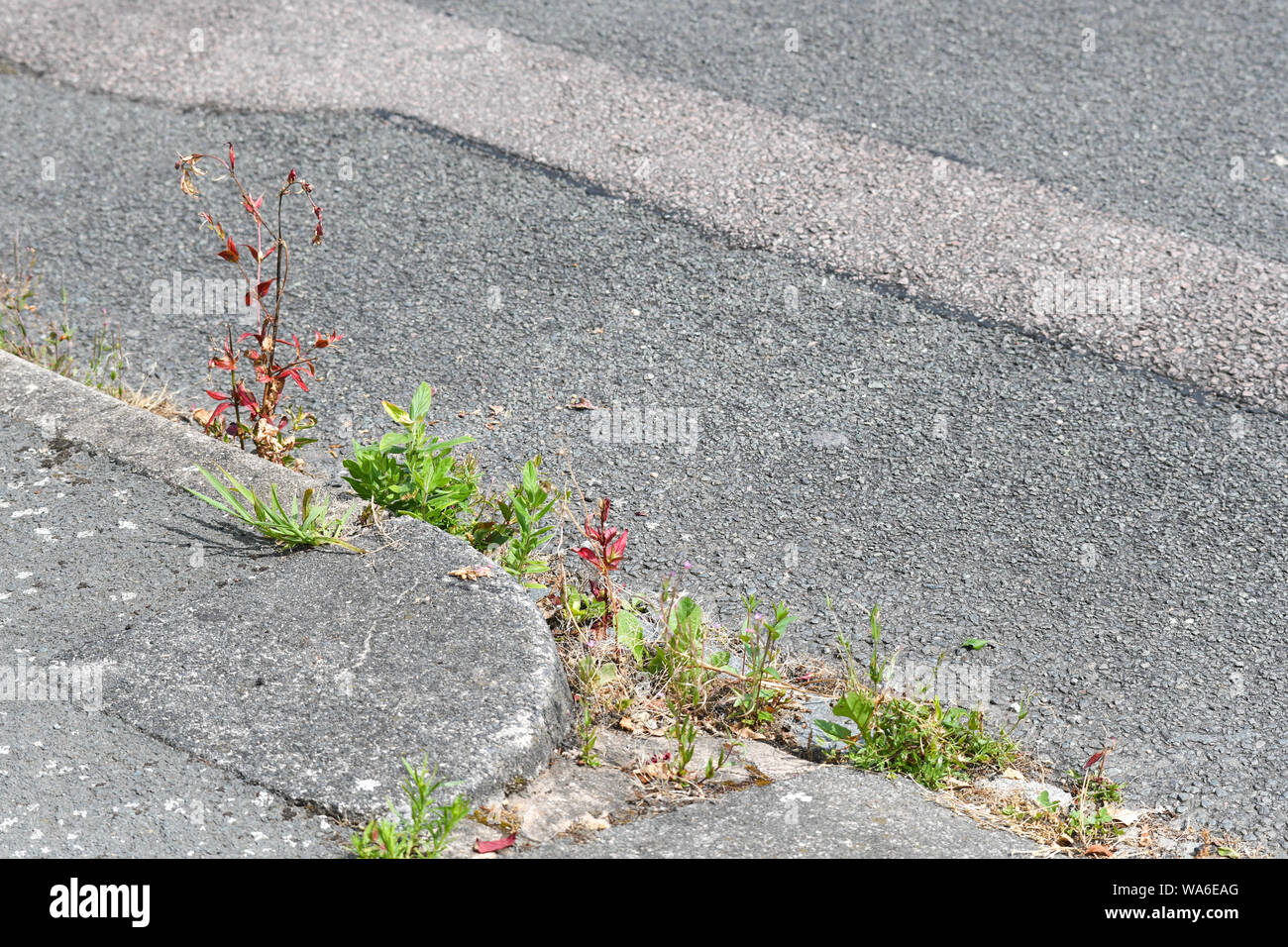weeds growing in the gutter of the road Stock Photo - Alamy