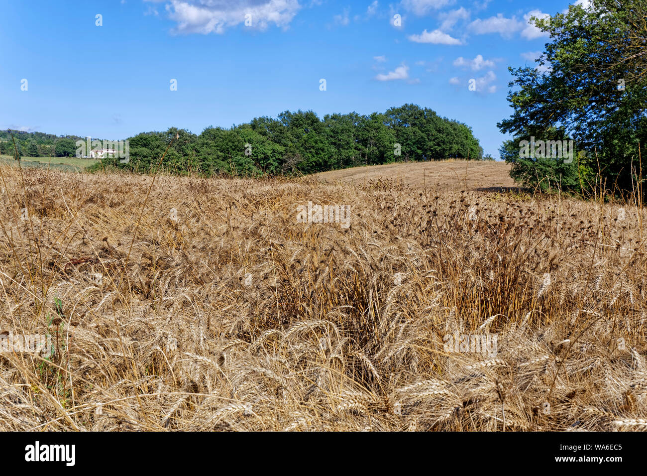 Wheat fields in hi-res stock photography and images - Alamy
