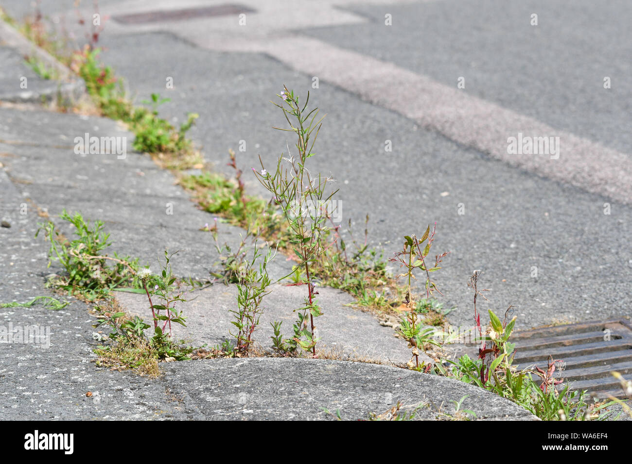 weeds growing in the gutter of the road Stock Photo - Alamy