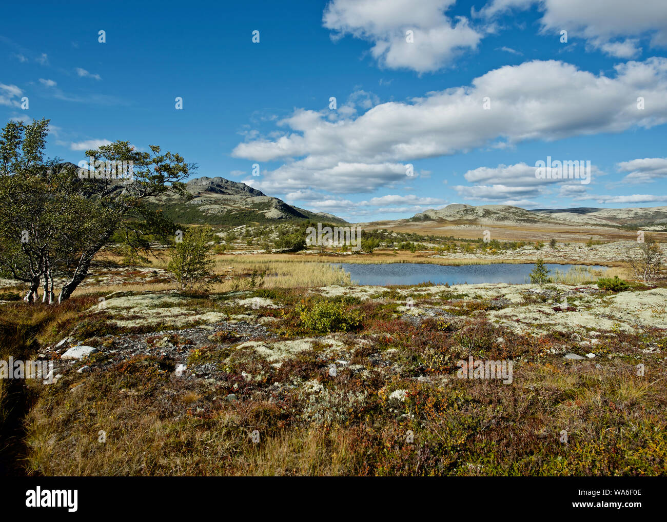 Norwegian landscape in Alvdal Norway Stock Photo - Alamy