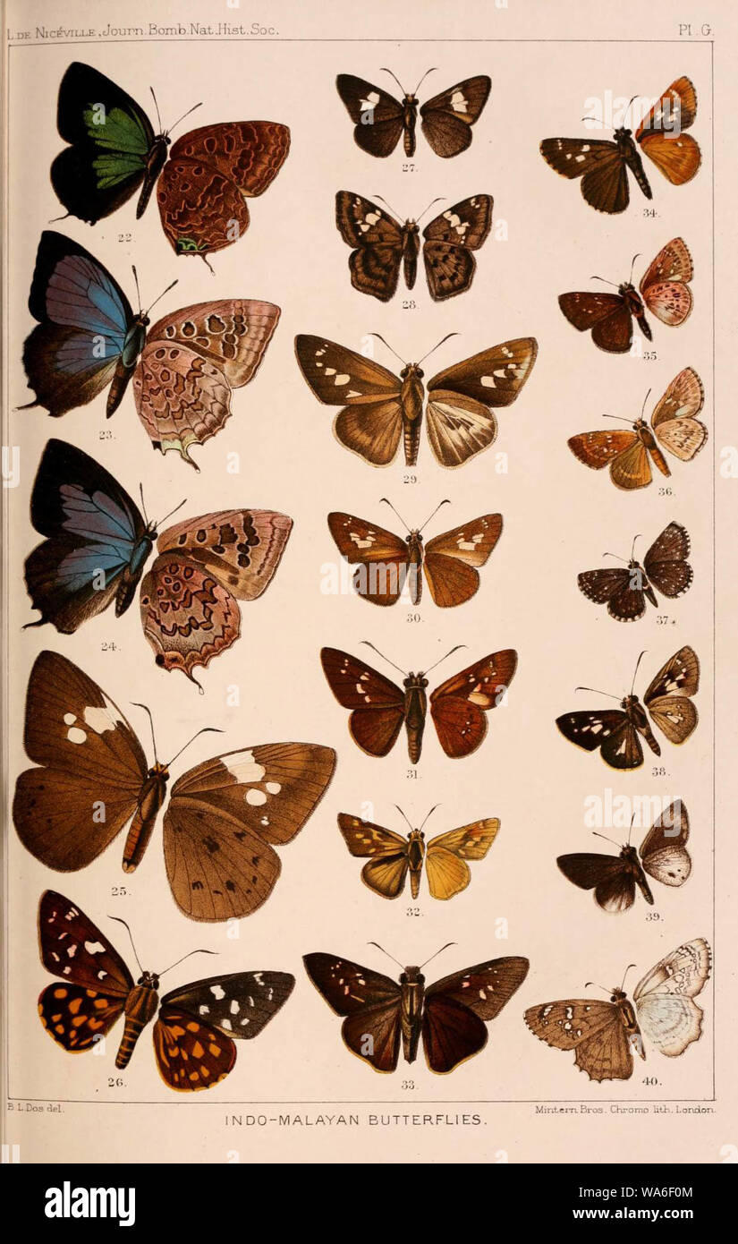 Indo malayan region hi-res stock photography and images - Alamy