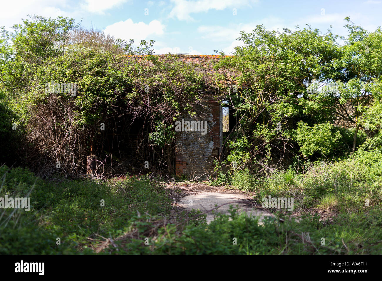 A derelict barn building that has been reclaimed by nature. Found in ...