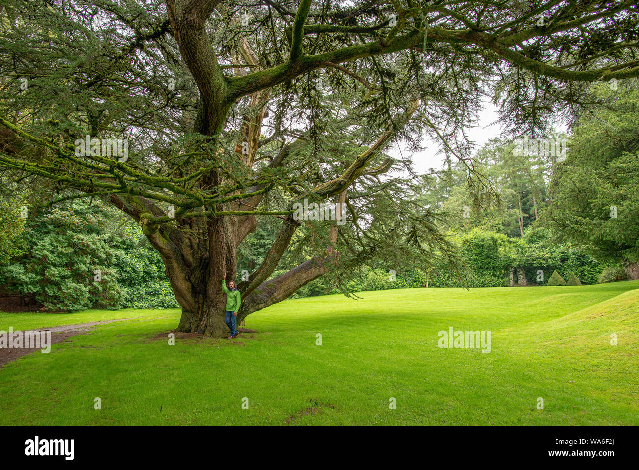 Tall cedar tree hi-res stock photography and images - Alamy