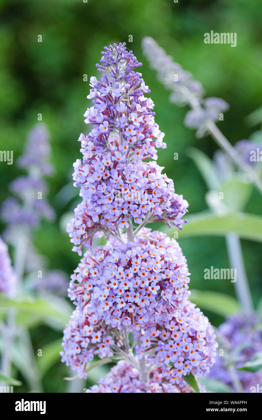 buddleia bush flowering in summer Stock Photo - Alamy