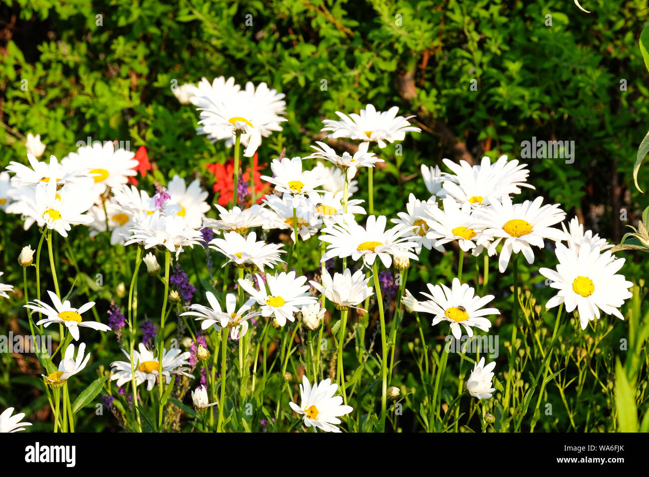 daisies in full bloom Stock Photo - Alamy