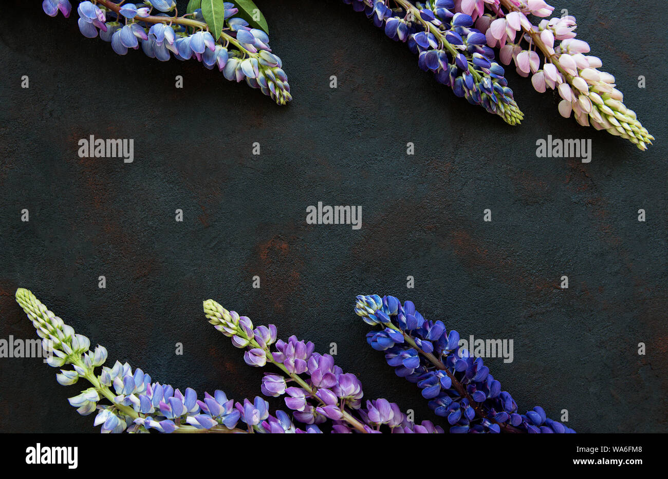 Pink and purple lupine flowers border on a black concrete background ...