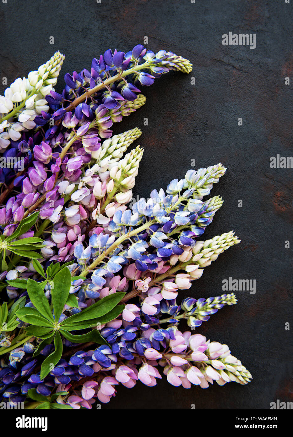 Pink and purple lupine flowers border on a black concrete background ...