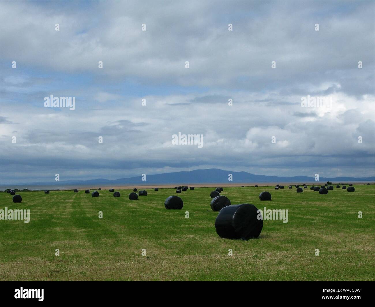 Black plastic wrapped silage hi-res stock photography and images - Alamy