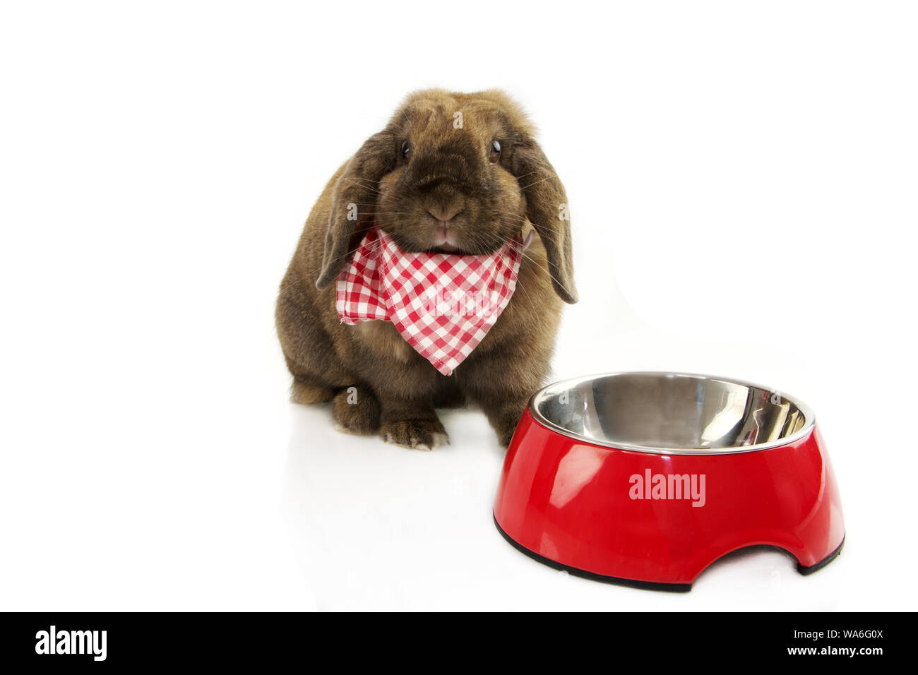Portrait domestic rabbit eating food with a red bowl and wearing a ...