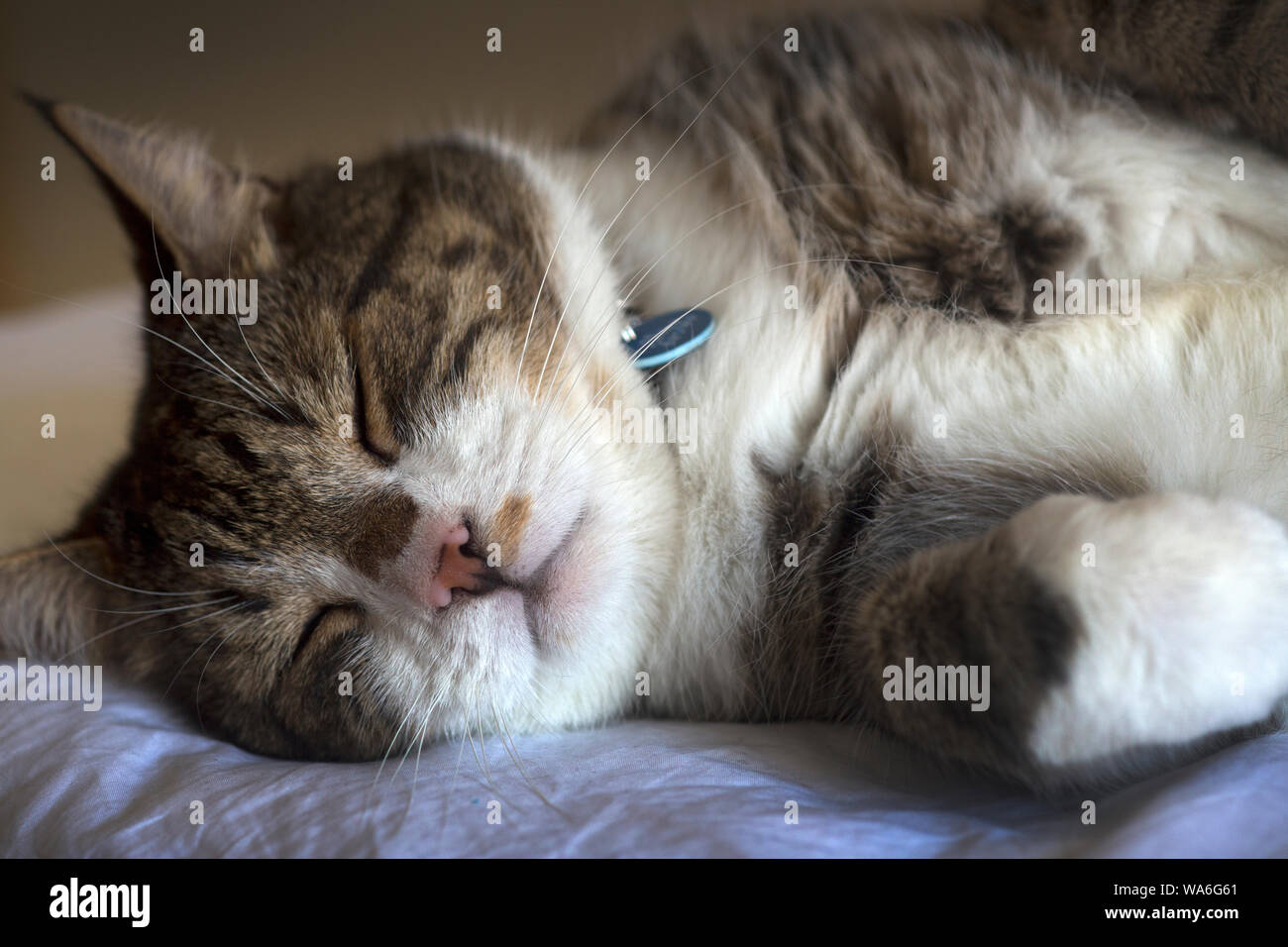 Portrait of a Sleeping Cat Stock Photo - Alamy