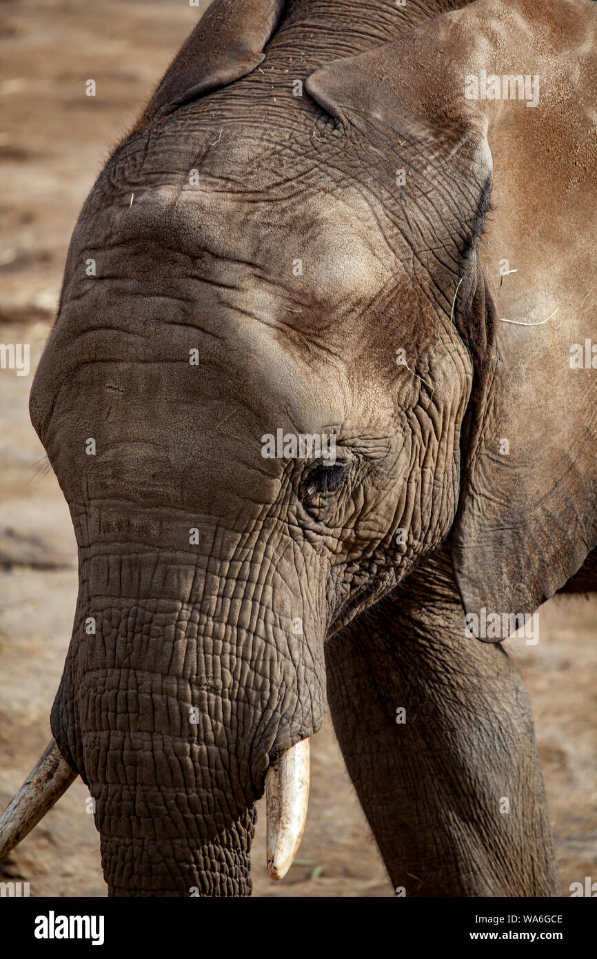 Close up of elephant face ears and tusks Stock Photo - Alamy