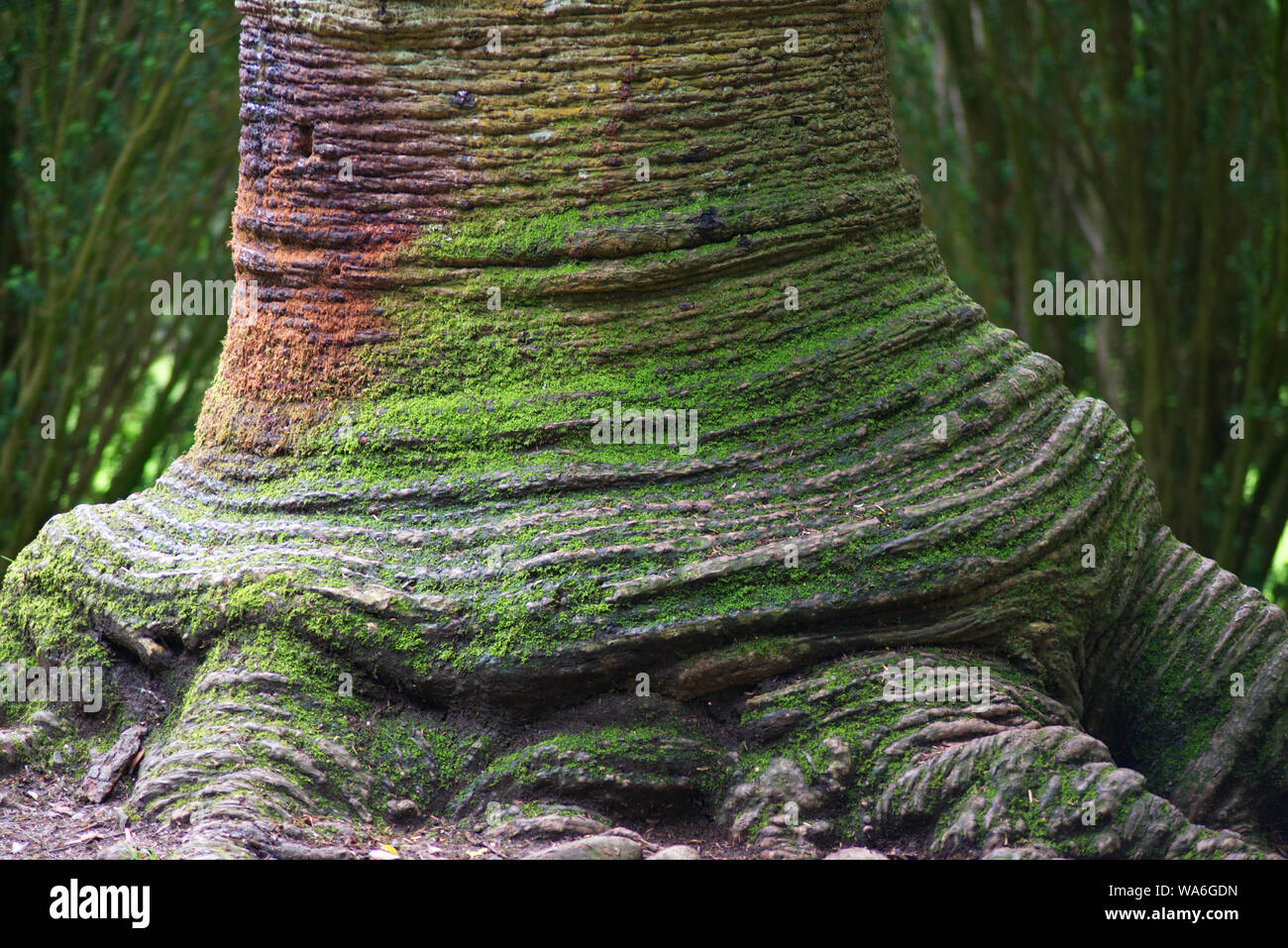 Moss Coloured Tree Roots High Resolution Stock Photography and Images ...