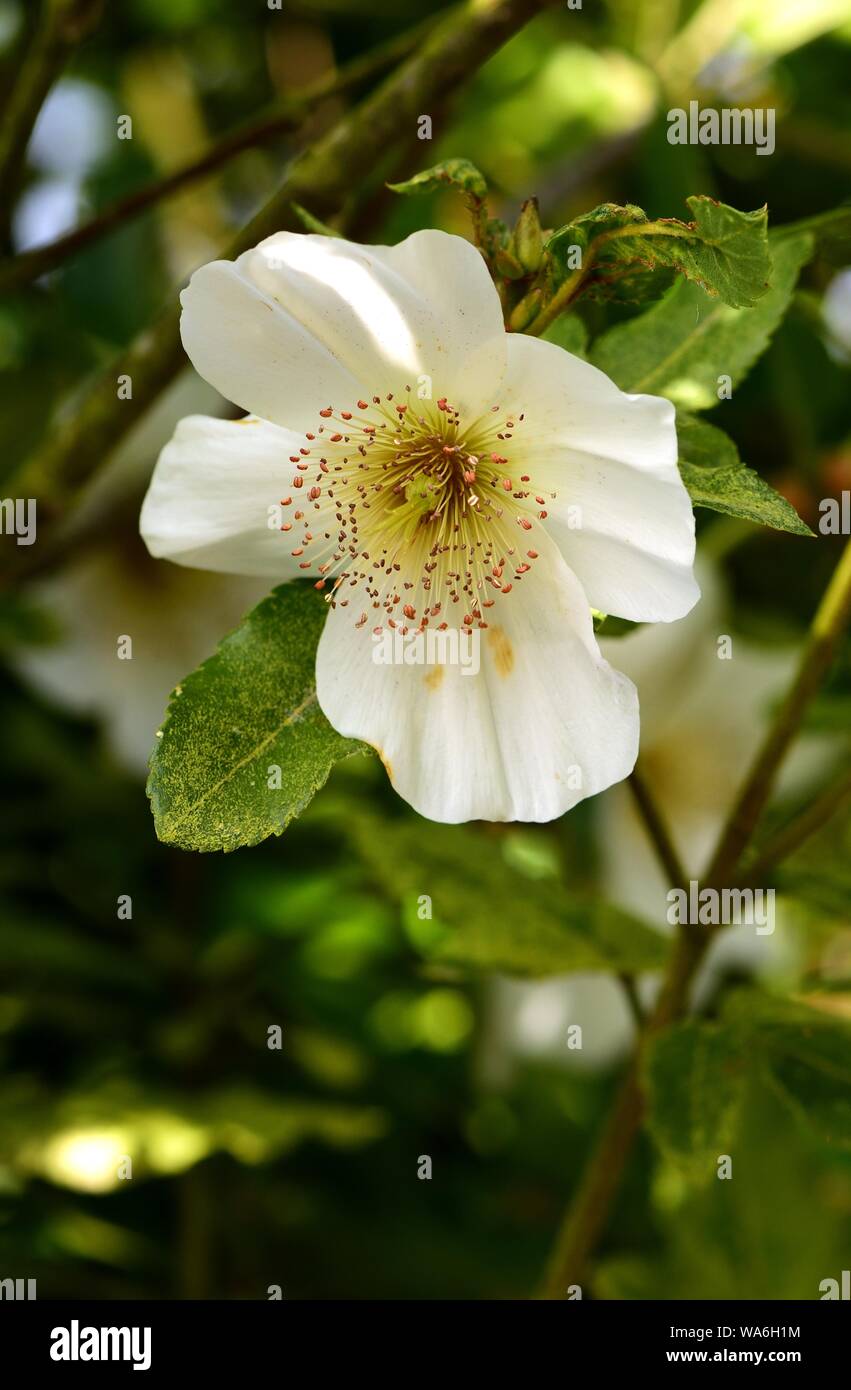 Eucryphia leaves hi-res stock photography and images - Alamy