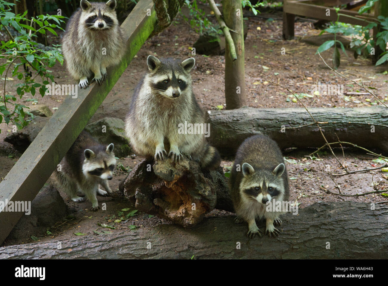Cute racoon hi-res stock photography and images - Alamy