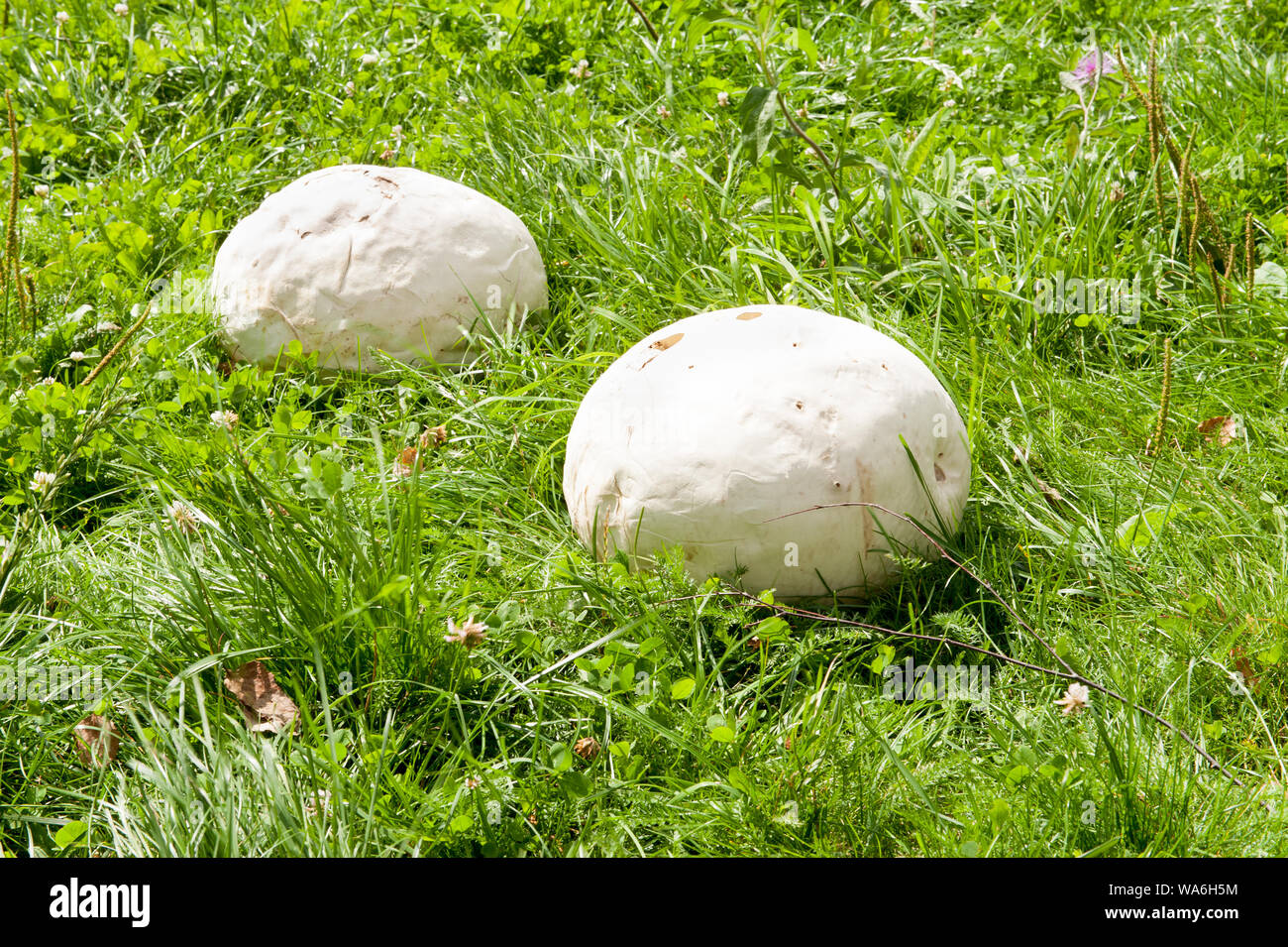 Giant white puffball mushroom on the grass Stock Photo - Alamy