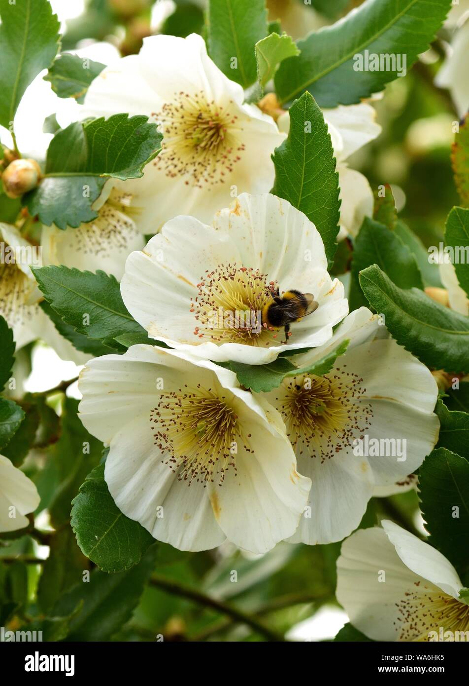 Eucryphia hi-res stock photography and images - Alamy