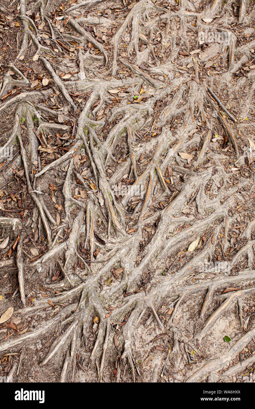 Tree roots stretched around the ground Stock Photo - Alamy