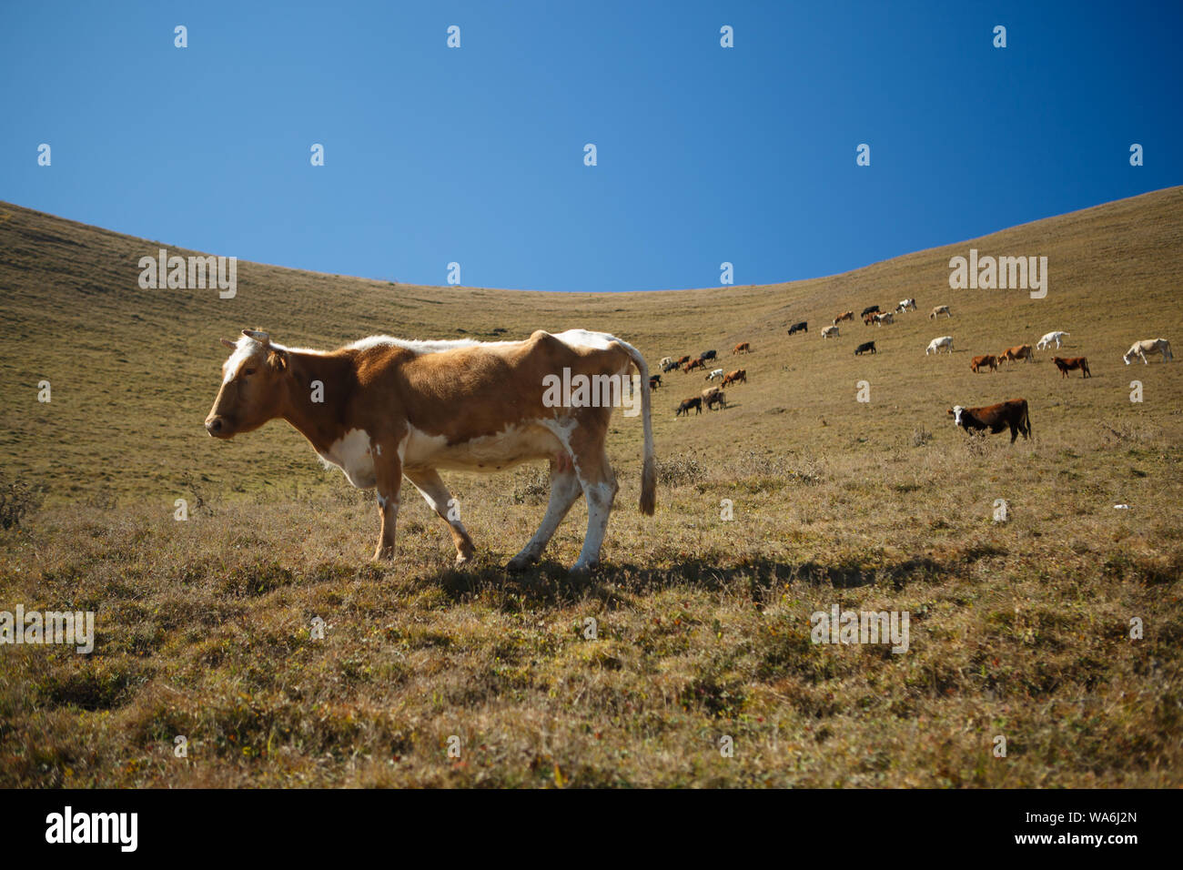 Cow on hill hi-res stock photography and images - Alamy