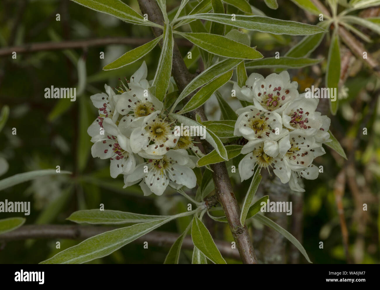 Willow-leaved pear, Pyrus salicifolia, in flower in spring. Garden ...