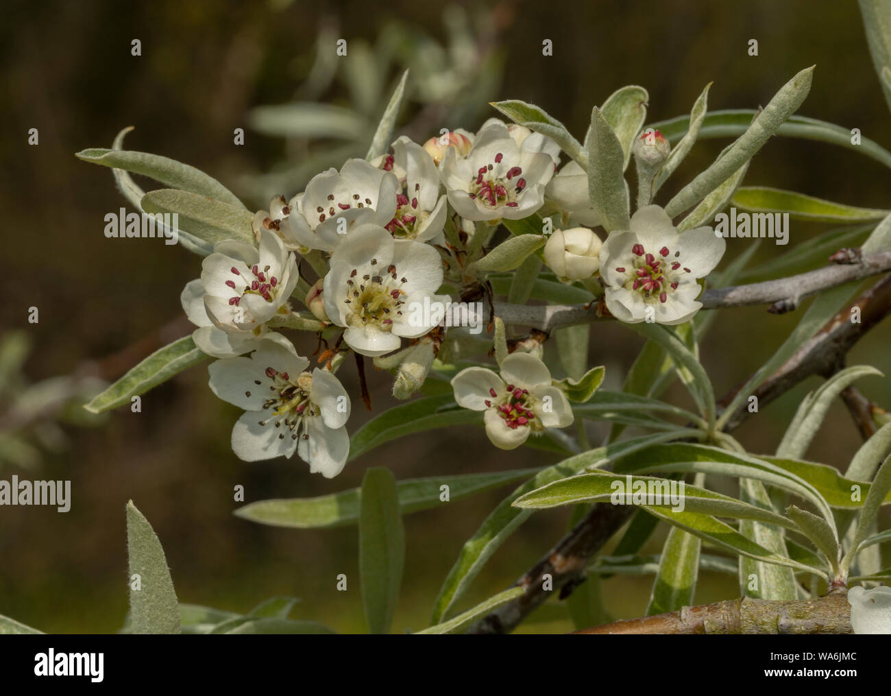 Willow-leaved pear, Pyrus salicifolia, in flower in spring. Garden ...