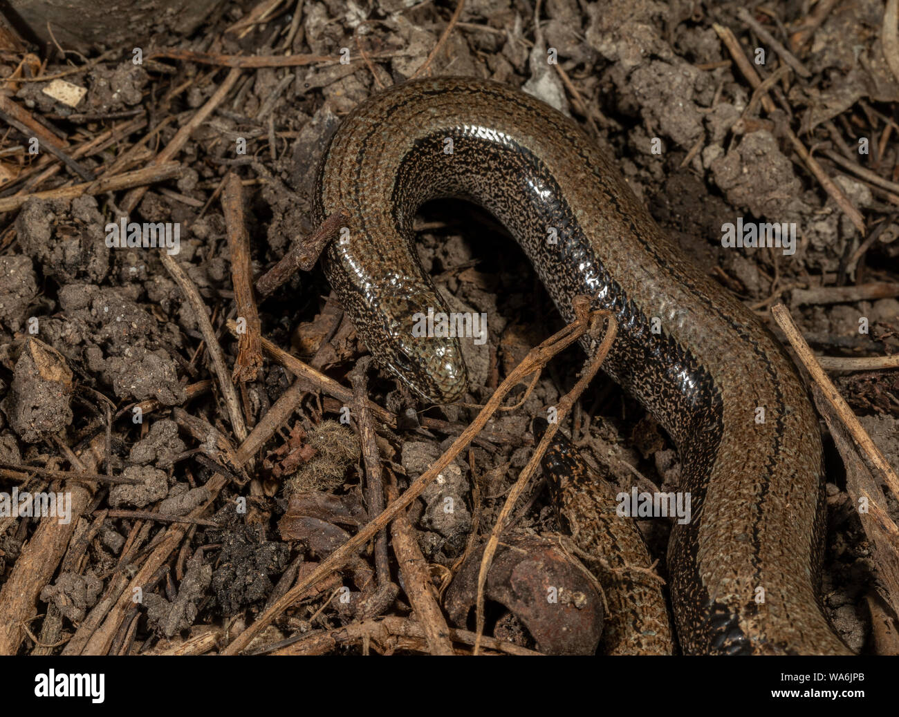 Common slowworm, Anguis fragilis, in wildlife garden, Dorset Stock ...