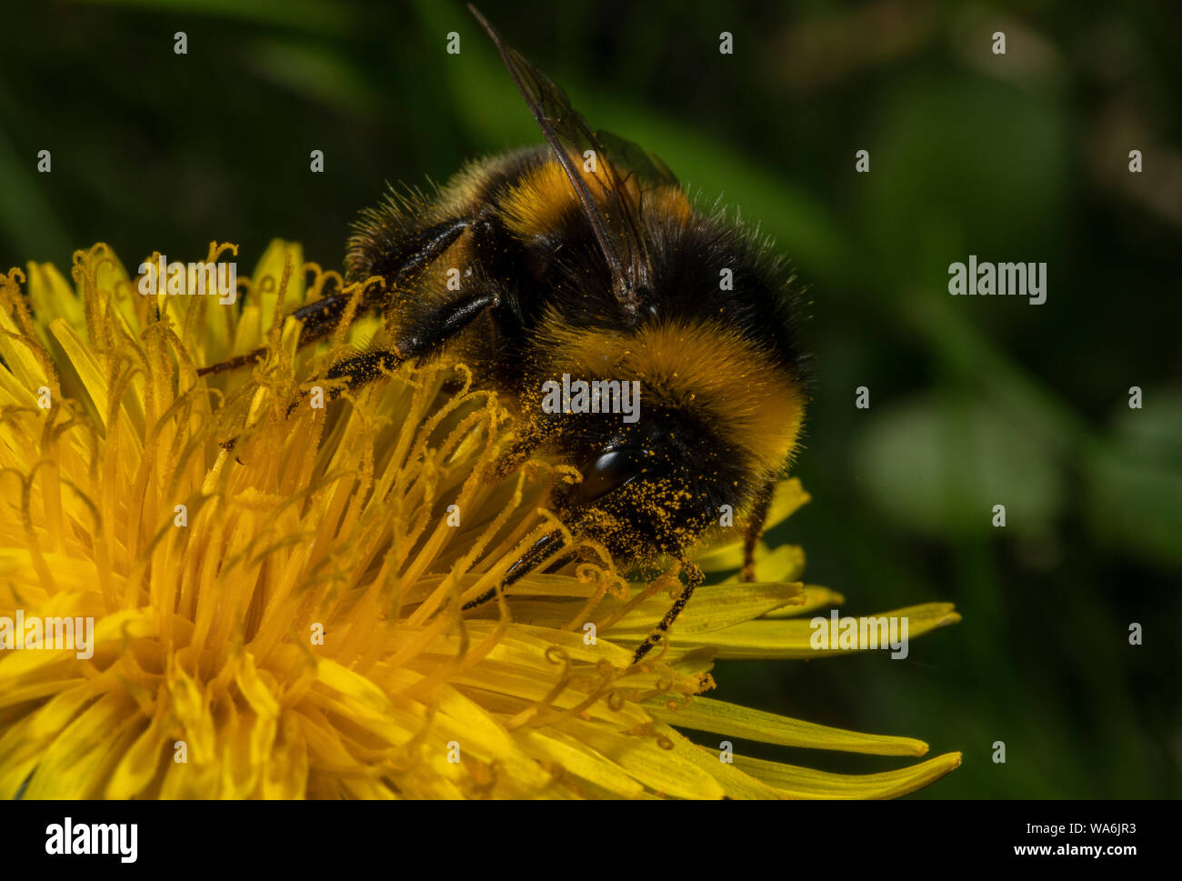Queen Buff-tailed Bumblebee, Bombus terrestris visiting dandelion, in ...