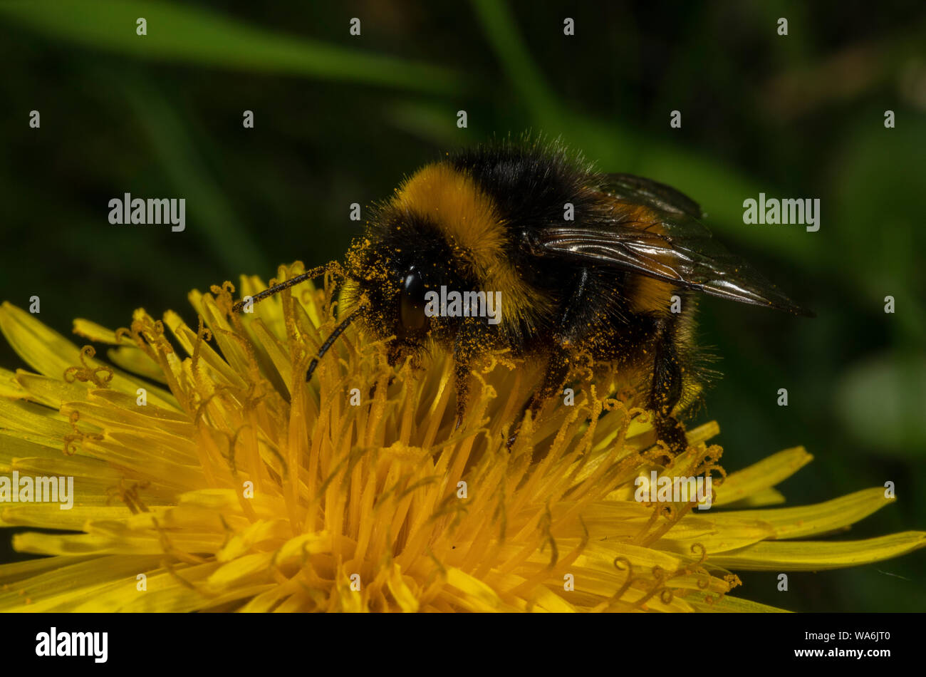 Queen Bumblebee High Resolution Stock Photography and Images - Alamy