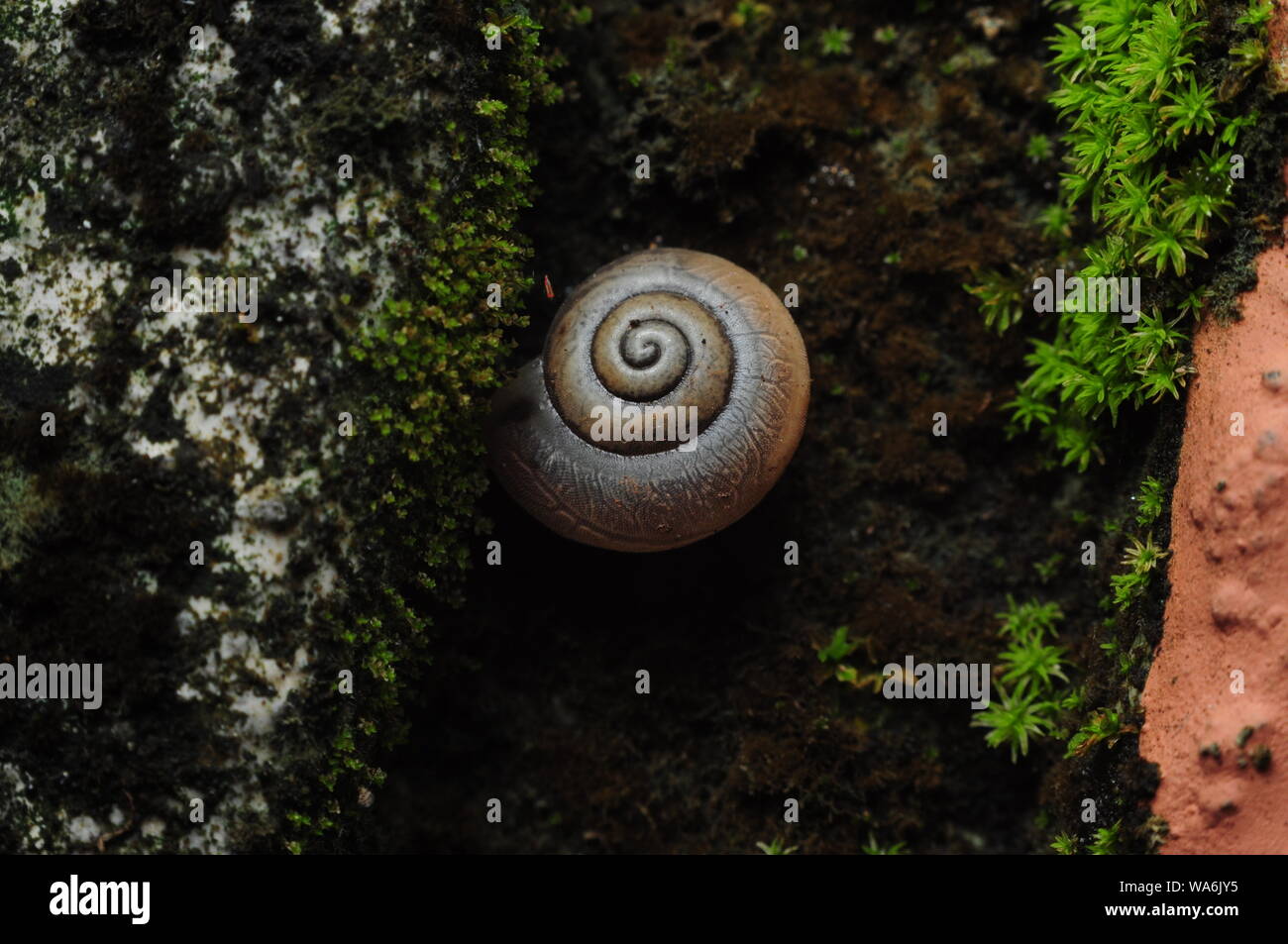 Wet snail trail hi-res stock photography and images - Alamy