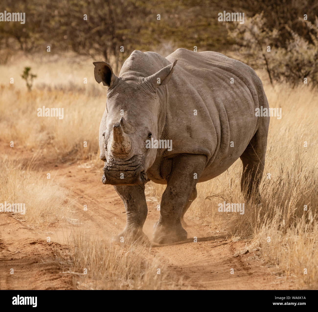 Single white rhinoceros stands on a dirt road in Namibia Stock Photo ...