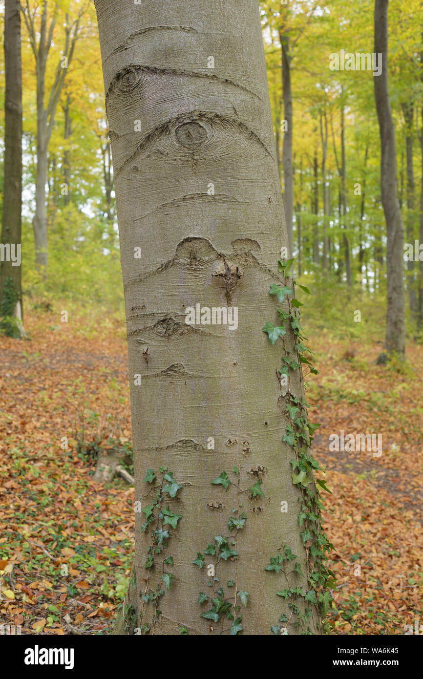 Trunk of Common Beech tree, Newfield Plantation, Fairburn, West ...