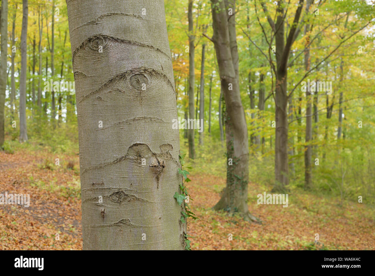 Trunk of Common Beech tree, Newfield Plantation, Fairburn, West ...