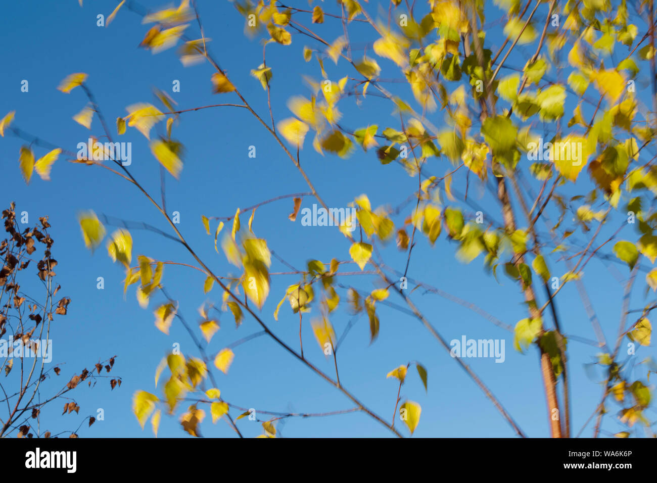 Autumn leaves blowing wind hi-res stock photography and images - Alamy