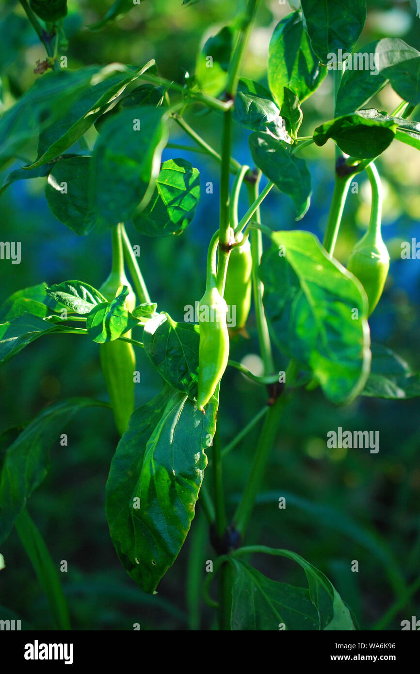 Paprika plantation hi-res stock photography and images - Alamy
