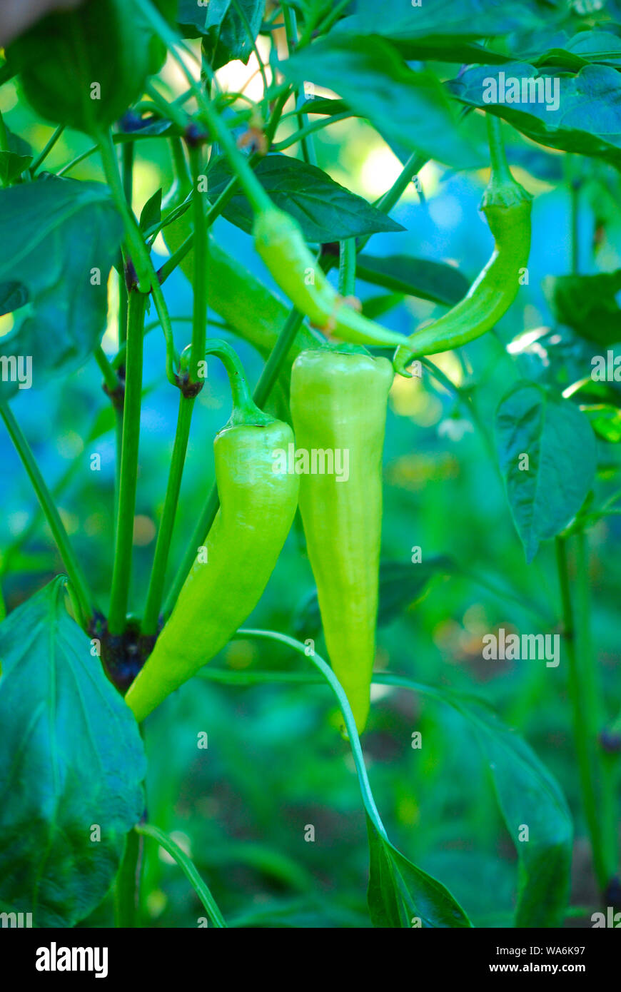 Paprika plantation hi-res stock photography and images - Alamy