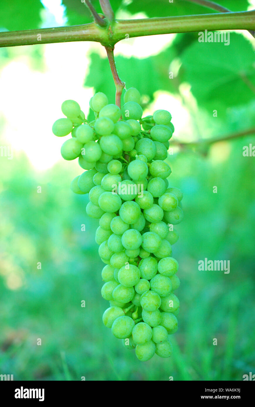 white grape growing on the branch Stock Photo - Alamy